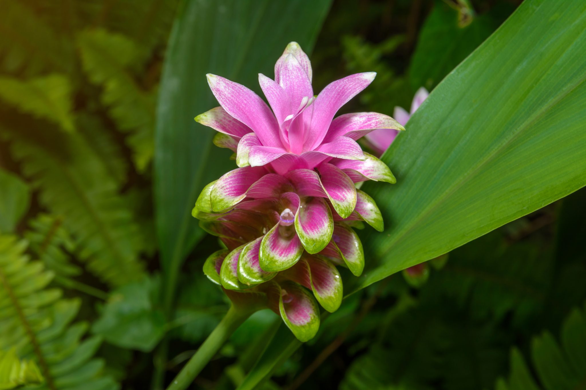 Sijamska lala: Cvet koji obožava vrućinu i vlagu