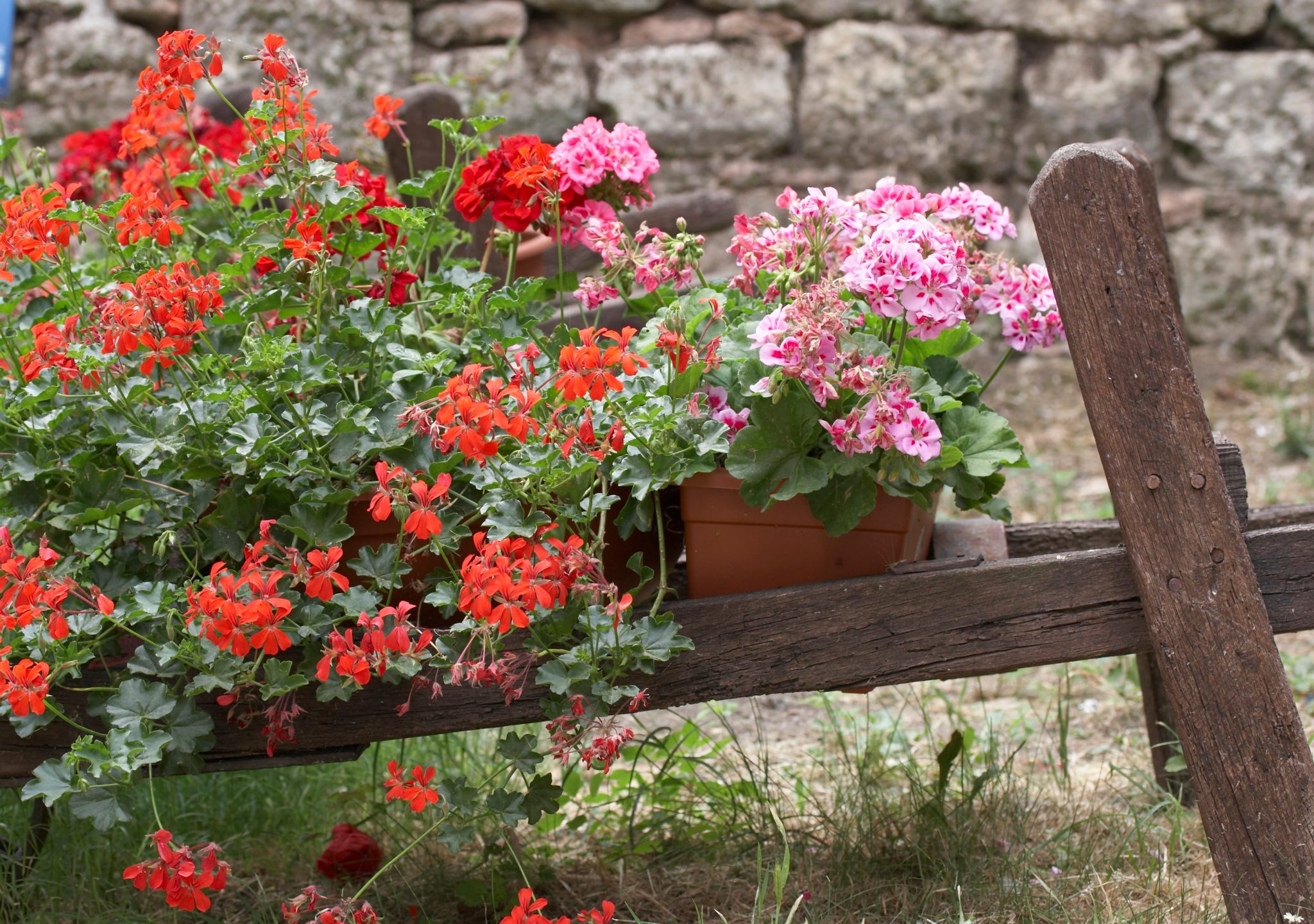 Kako da vam muškatle cvetaju od proleća do jeseni