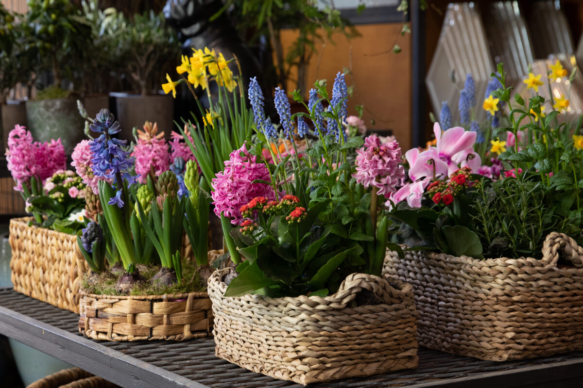 Saveti uz koje će ti zumbul trajati duže i biti još lepši i mirisniji