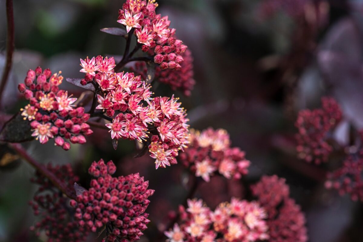 Debela koka - neuništiva biljka koja u leto ima najlepše cvetove