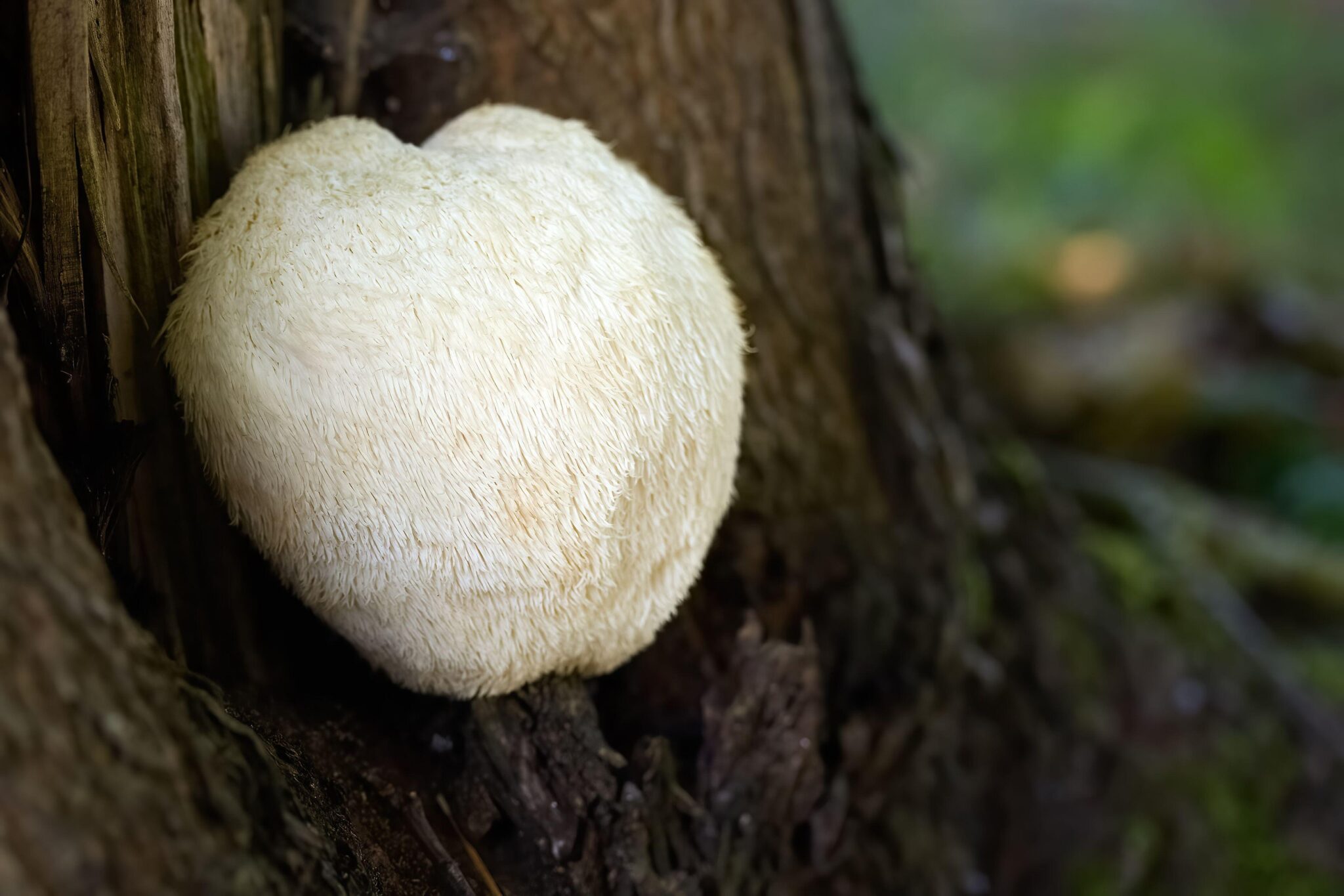 Lavlja griva, najzdravija pečurka na svetu: Sve što treba da znate