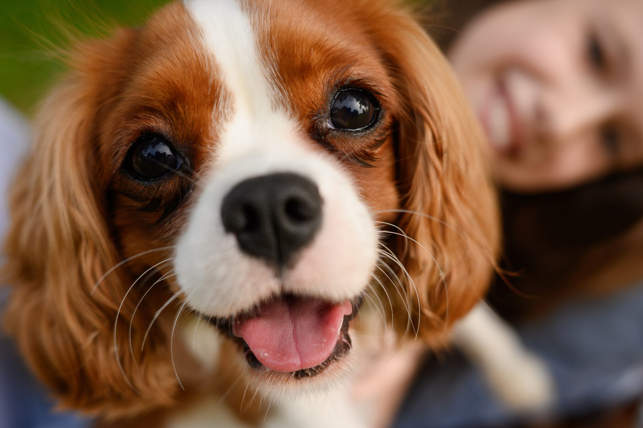 10 najnežnijih rasa pasa koje su idealne za porodice s decom