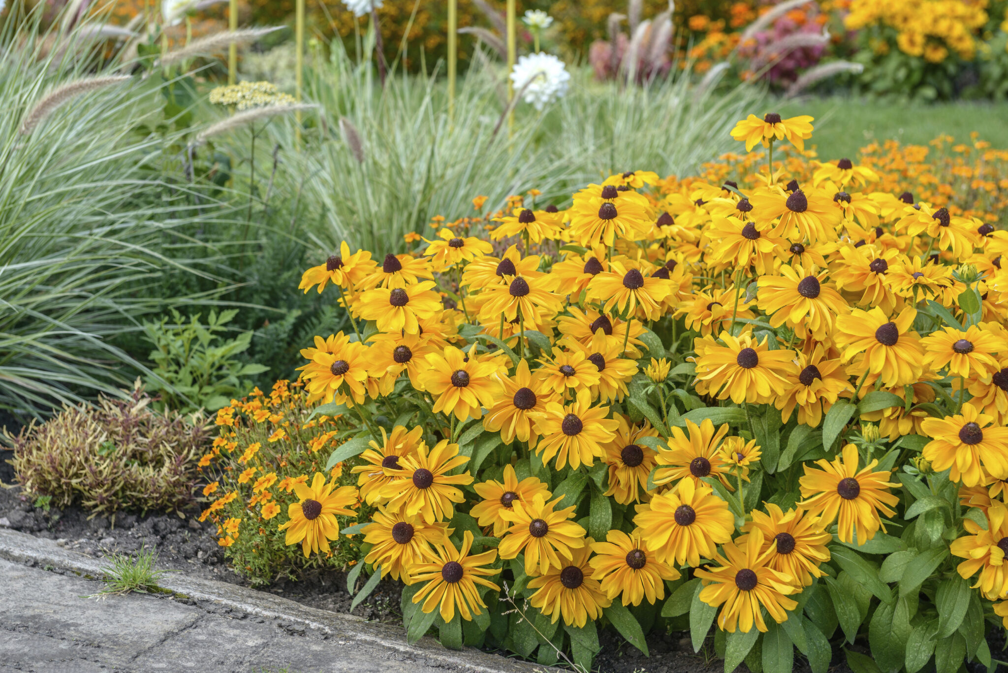 Cveće koje se sadi zimi da bi bilo prelepo na proleće i leto