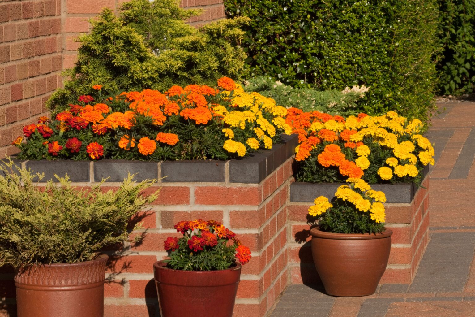 Cveće koje se sadi u martu, a brzo raste i prelepo cveta