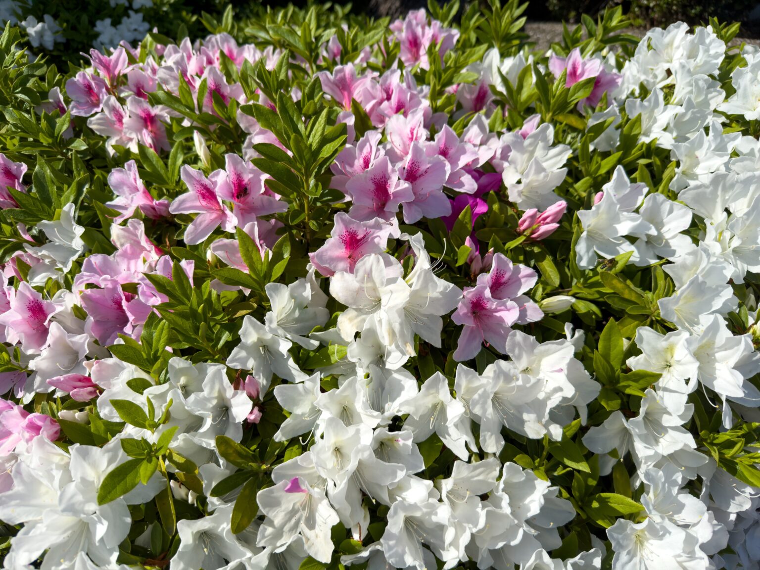 Japanska azaleja će probuditi celo dvorište