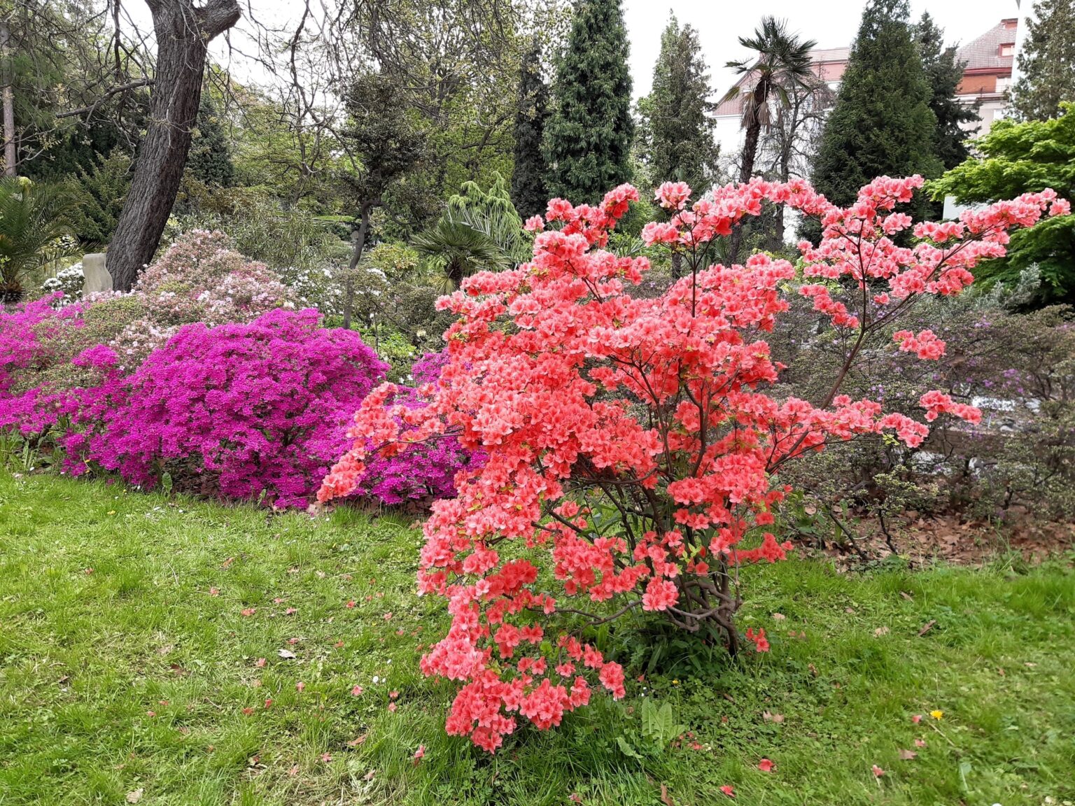 Japanska azaleja će probuditi celo dvorište